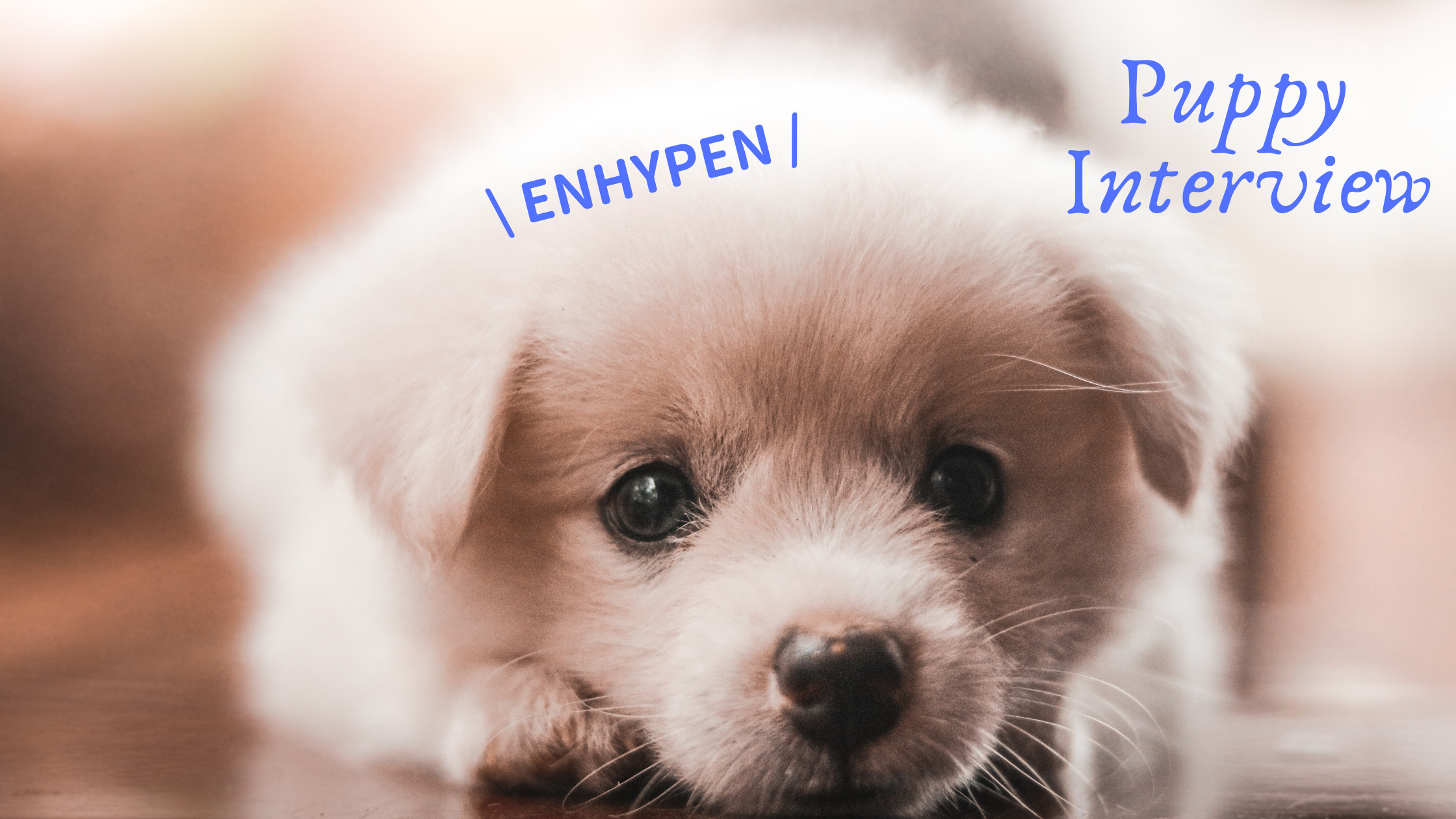 PuppyインタビューにENHYPEN！視聴方法と詳細｜shikaのひらめき